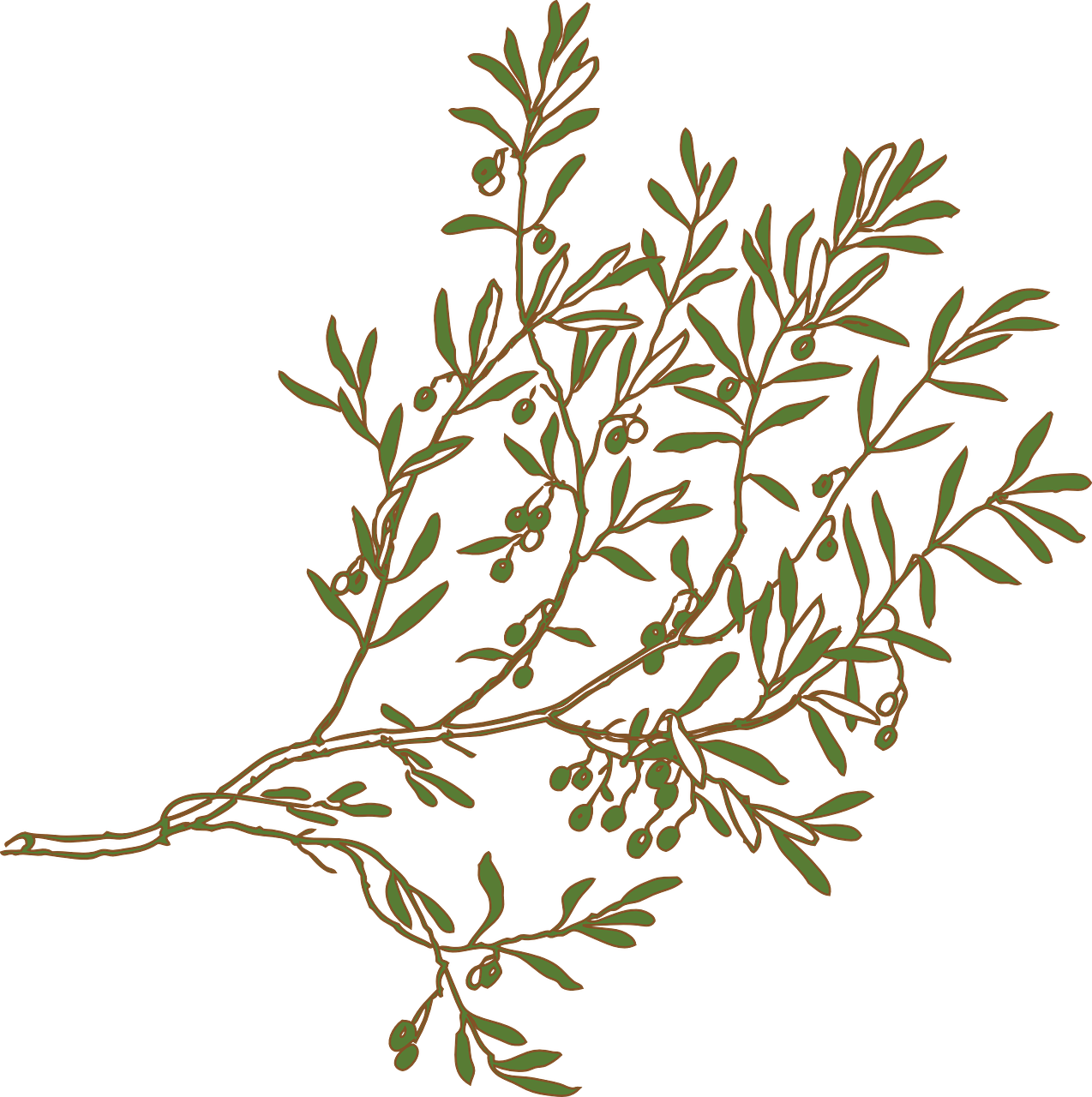 The olive branch | About New7Wonders