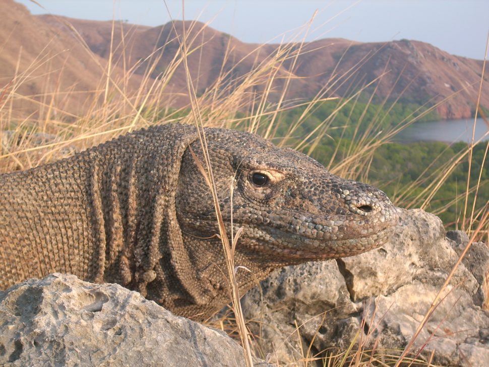 Let’s talk about Komodo dragons! | About New7Wonders