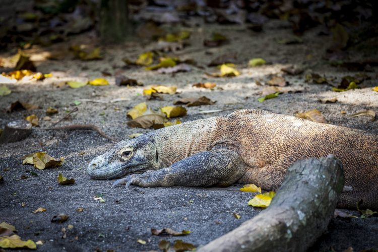 Komodo | New7Wonders of Nature